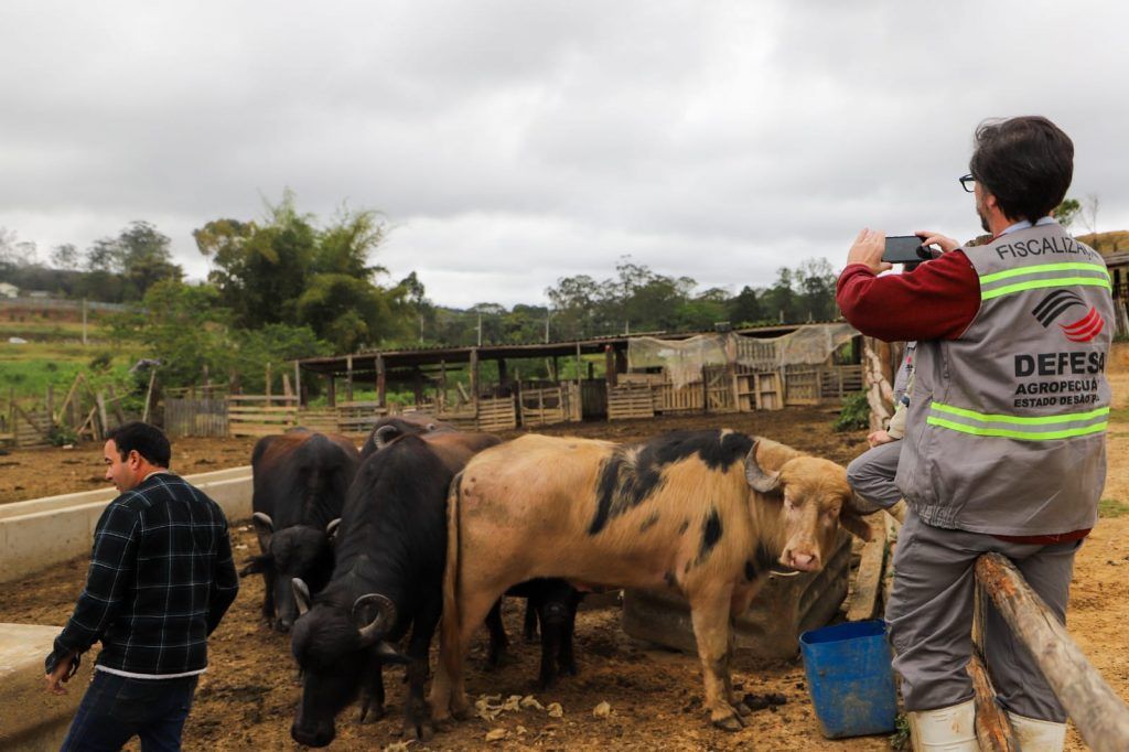Búfalos flagrados nadando no Rio Pinheiros são transferidos para haras ...